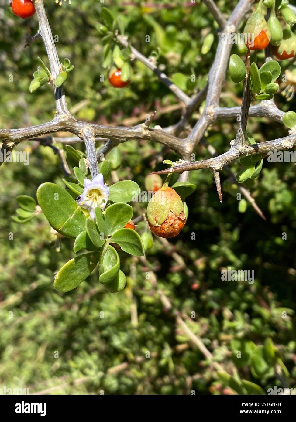African boxthorn (Lycium ferocissimum Stock Photo - Alamy