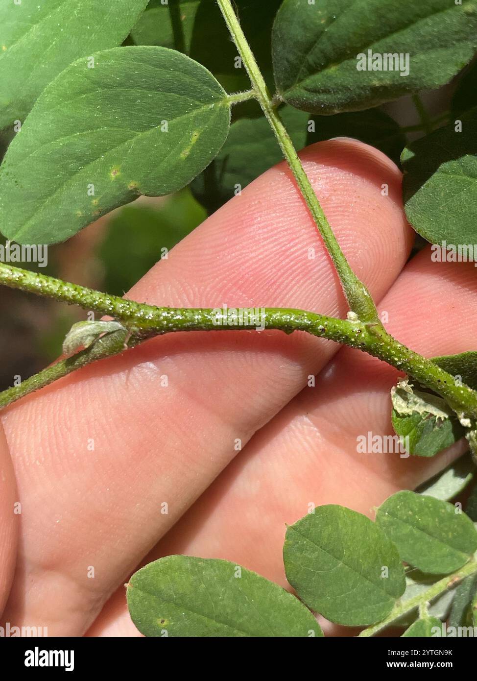 Clammy Locust (Robinia viscosa Stock Photo - Alamy