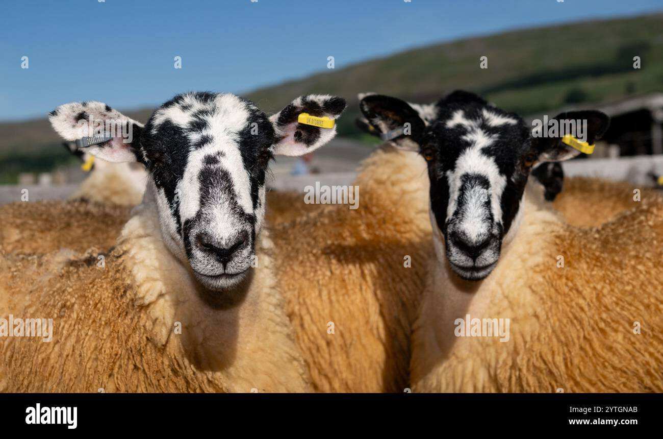 Sale of North of England mule gimmer lambs at Hawes, North Yorkshire ...