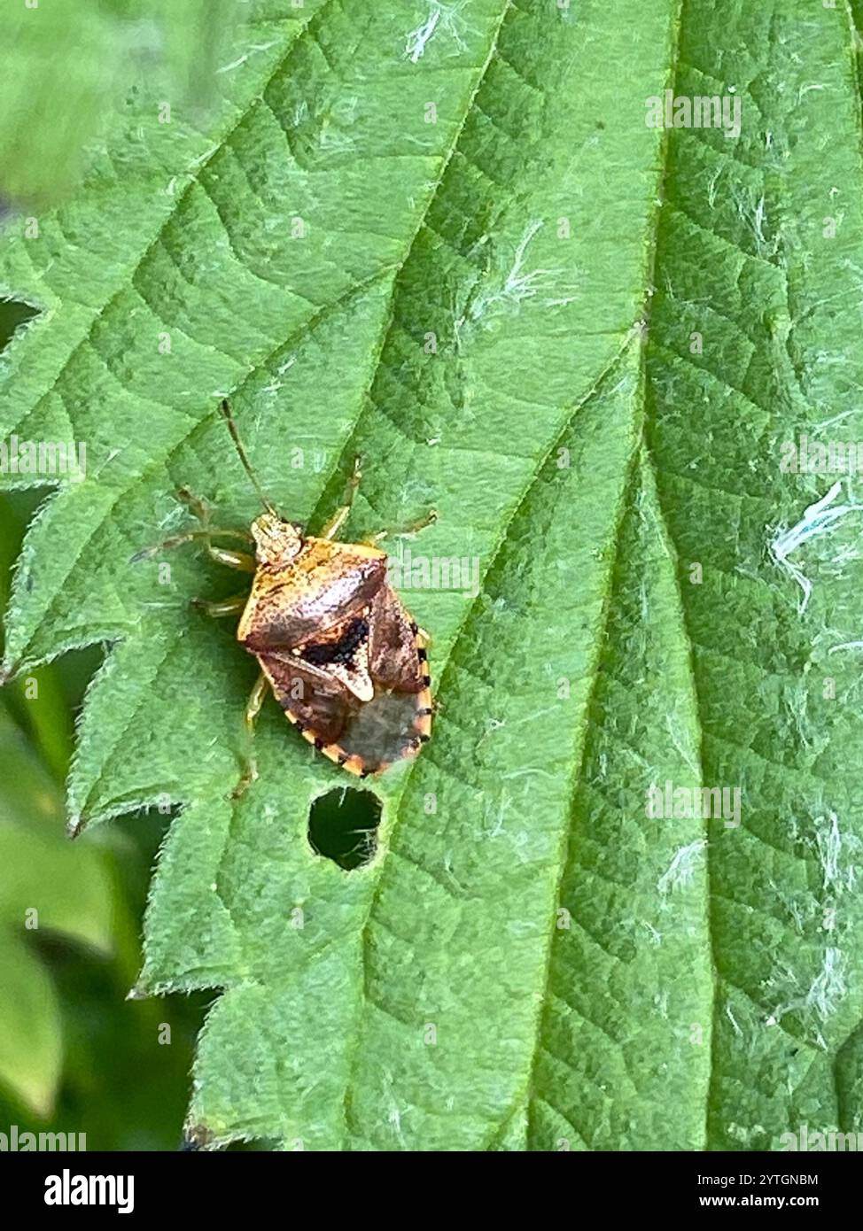 Parent Bug (Elasmucha grisea Stock Photo - Alamy