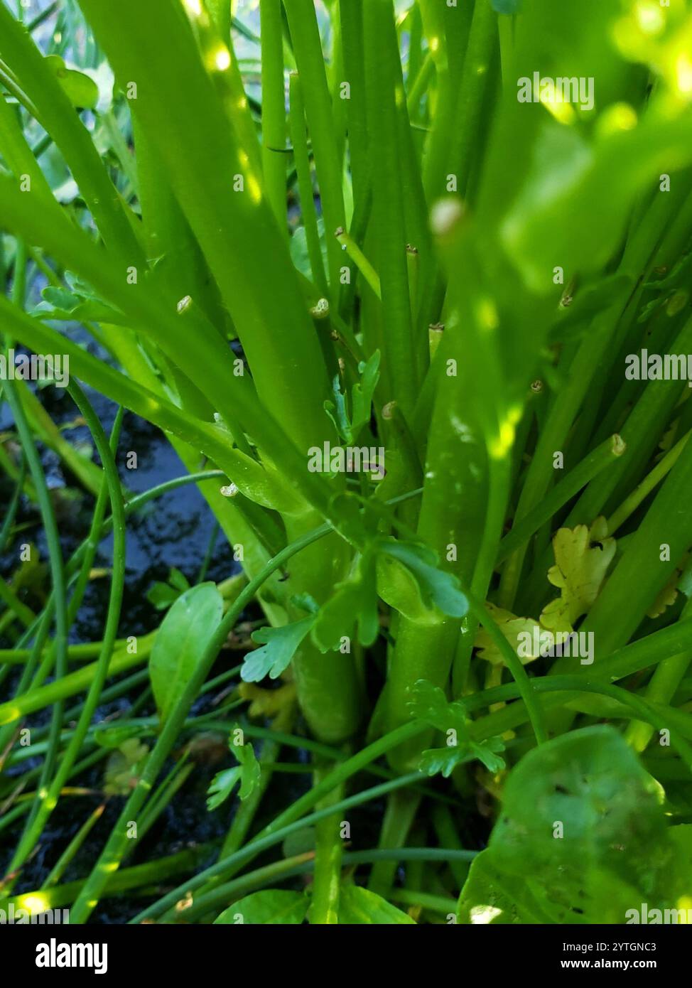 cursed crowfoot (Ranunculus sceleratus Stock Photo - Alamy