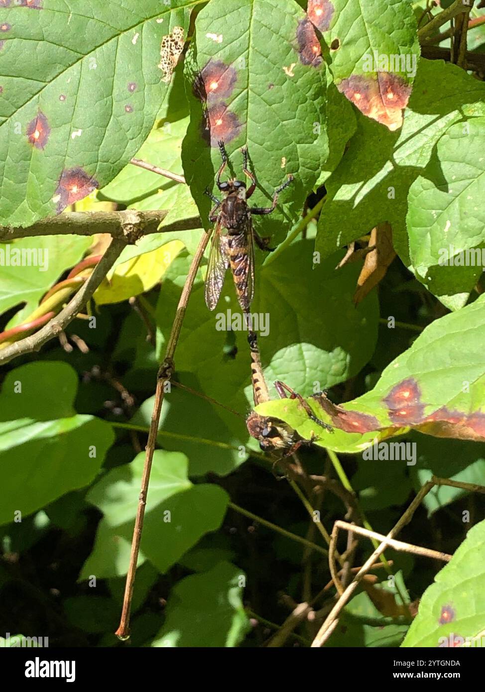 Maroon-legged Lion Fly (Promachus hinei Stock Photo - Alamy