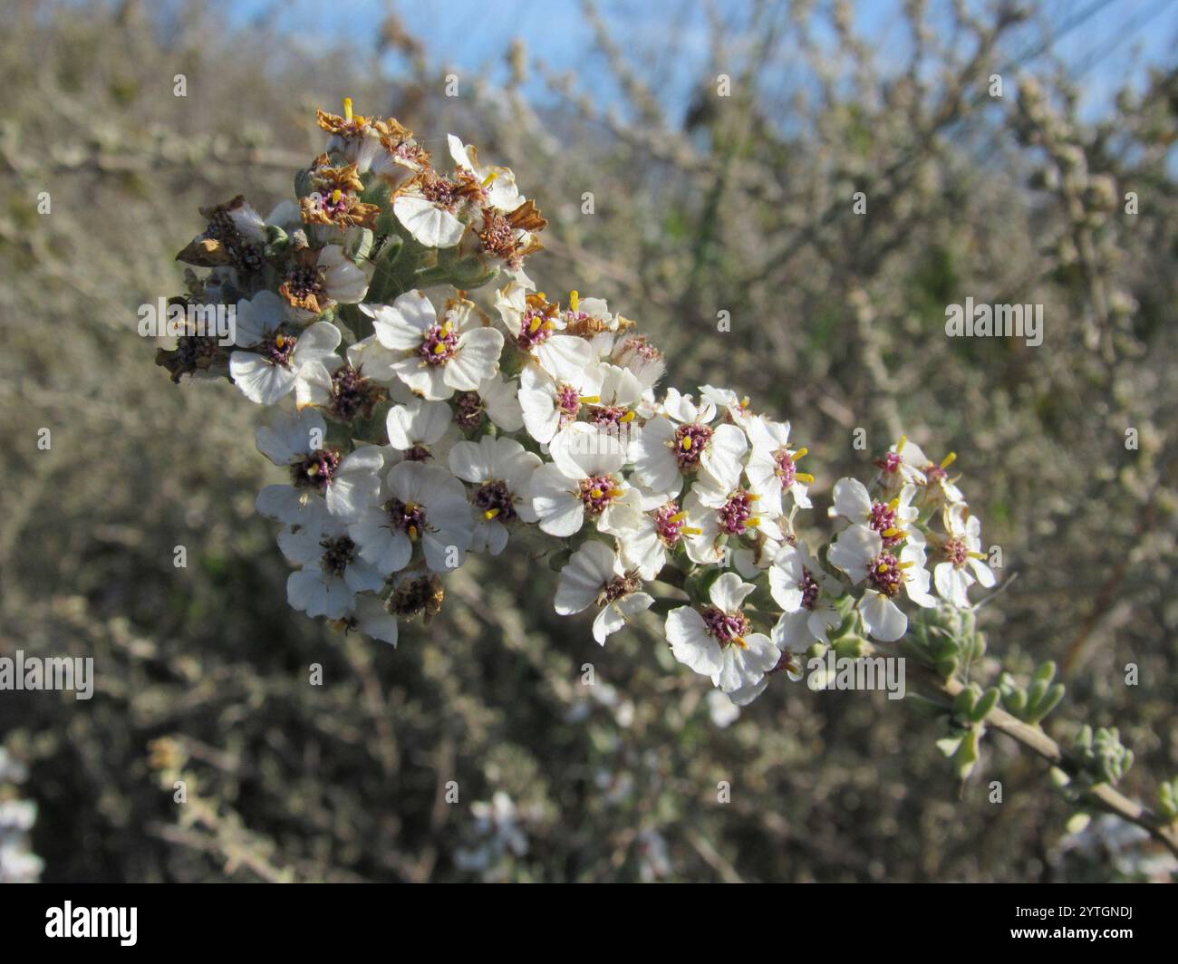 Cape Snow Bush (Eriocephalus africanus Stock Photo - Alamy