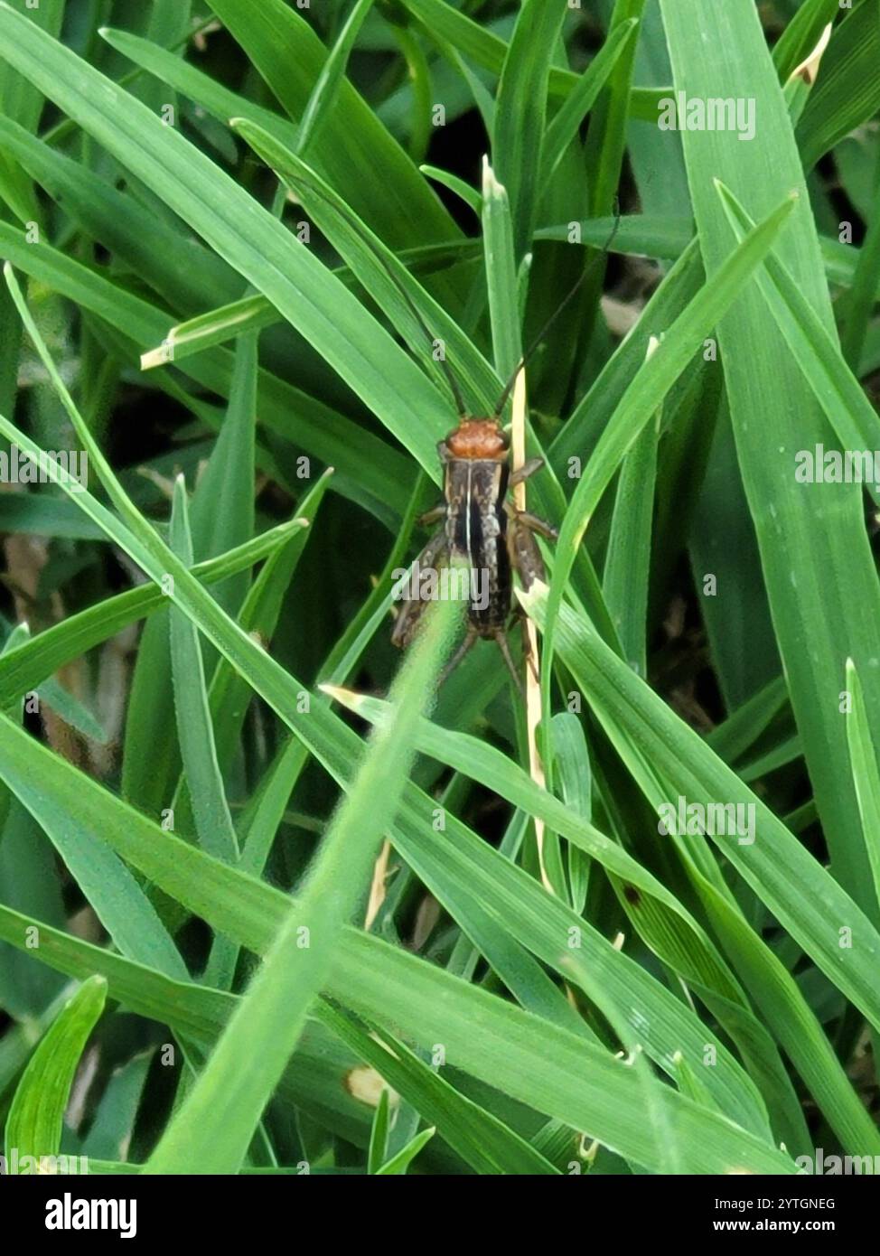 Striped Ground Cricket (Allonemobius fasciatus Stock Photo - Alamy