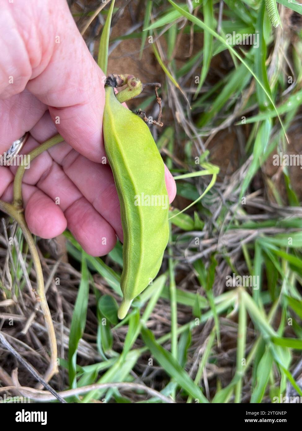Beach Bean (Canavalia rosea Stock Photo - Alamy