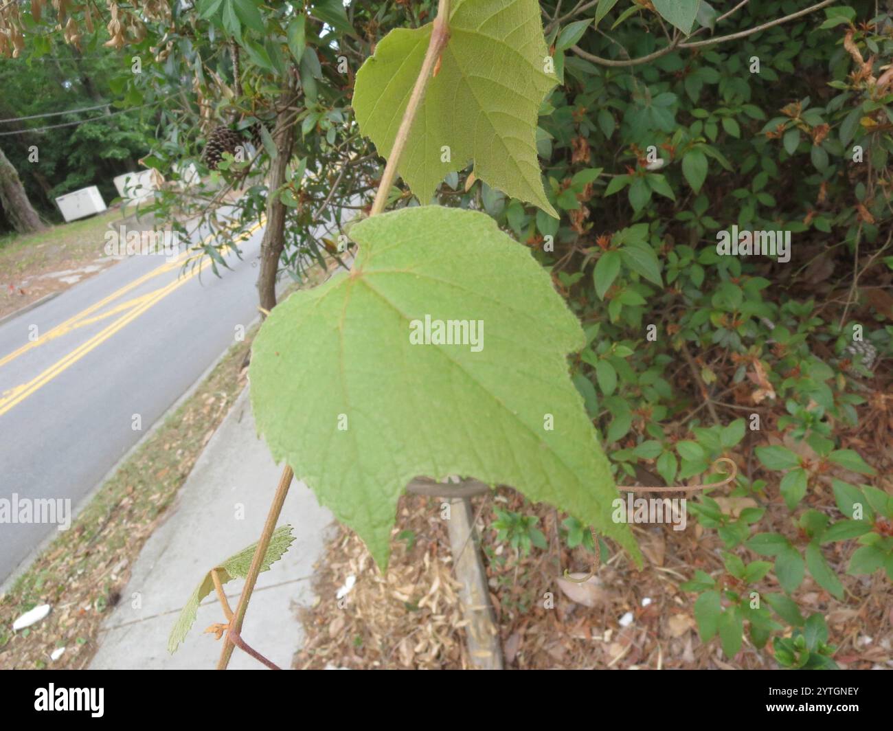 graybark grape (Vitis cinerea Stock Photo - Alamy