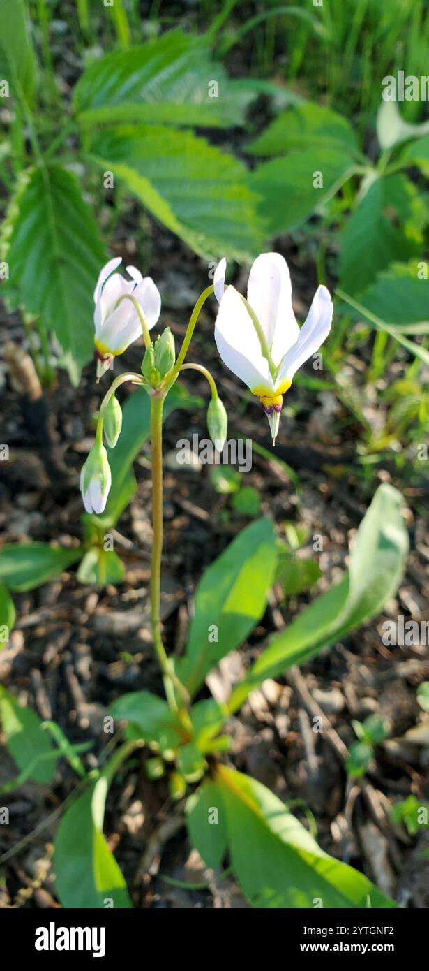 eastern shooting star (Primula meadia Stock Photo - Alamy