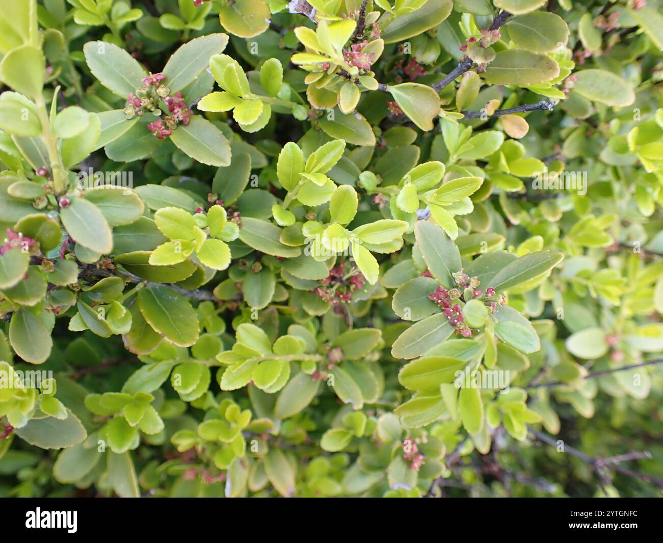 Oregon Boxwood (Paxistima myrsinites Stock Photo - Alamy