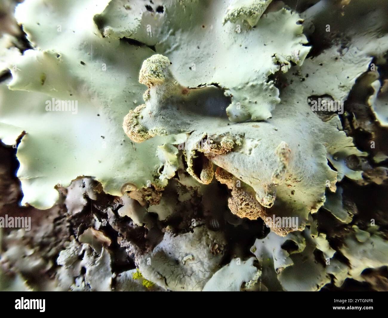 Ruffle Lichens (Parmotrema Stock Photo - Alamy