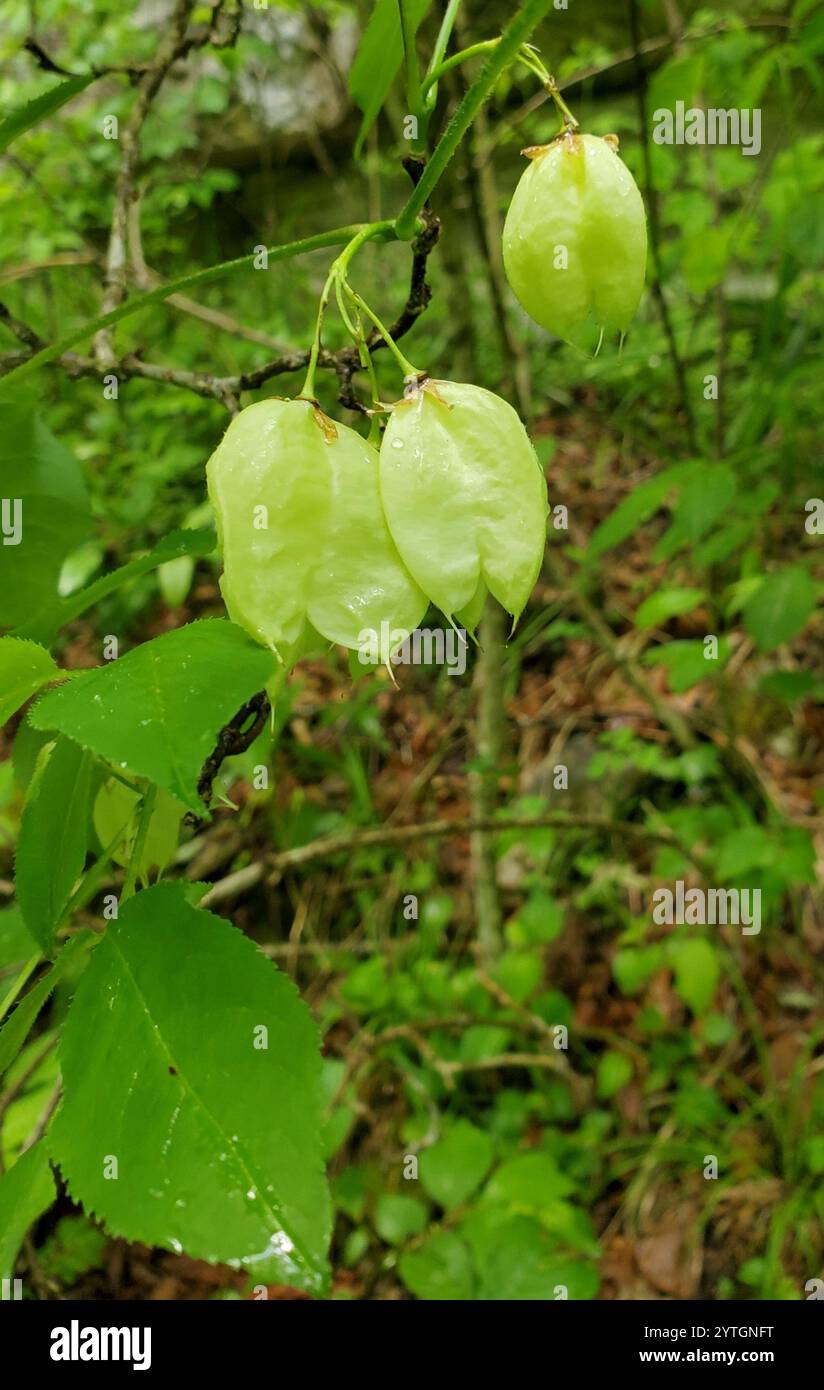 American bladdernut (Staphylea trifolia Stock Photo - Alamy