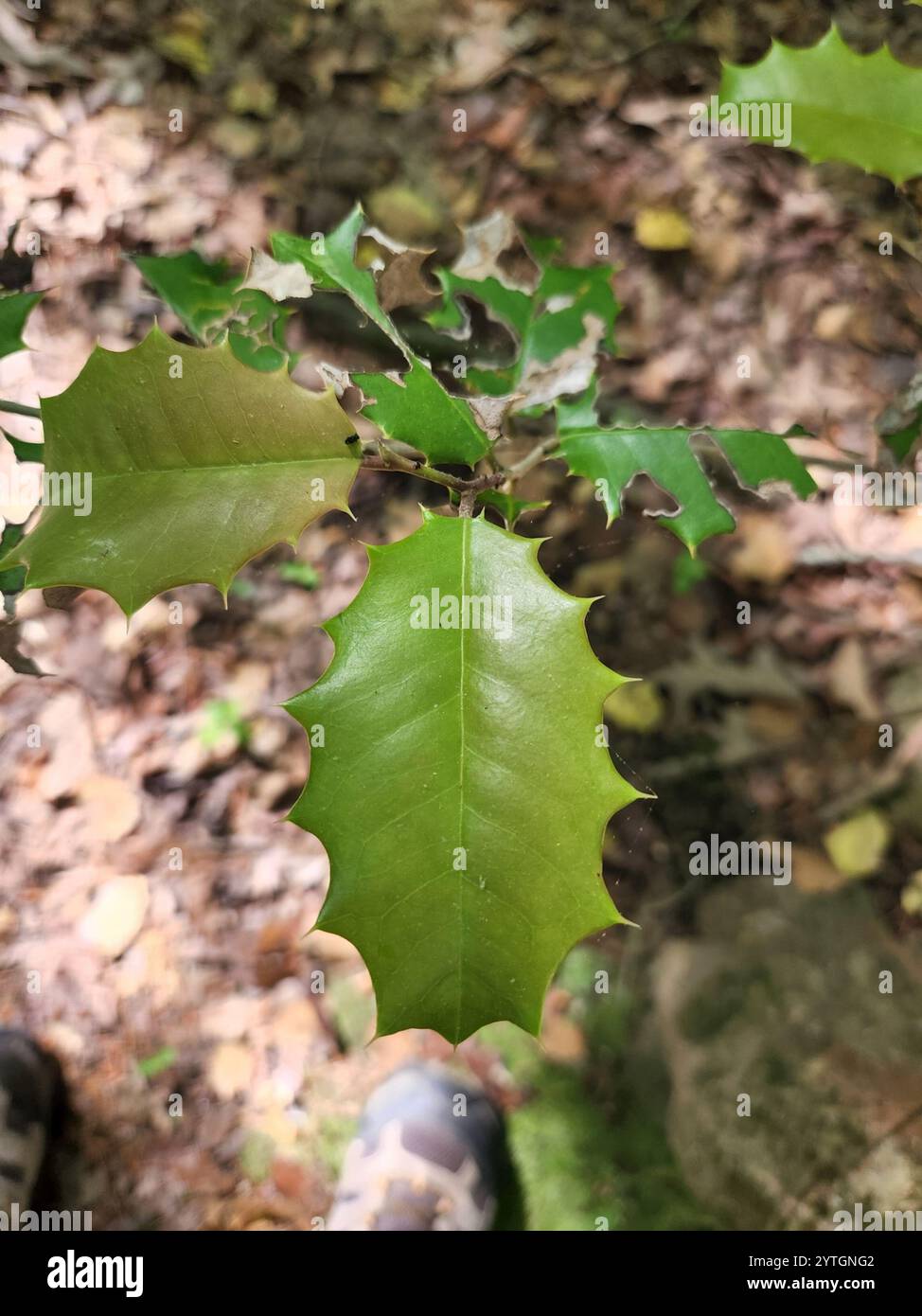 American holly (Ilex opaca Stock Photo - Alamy
