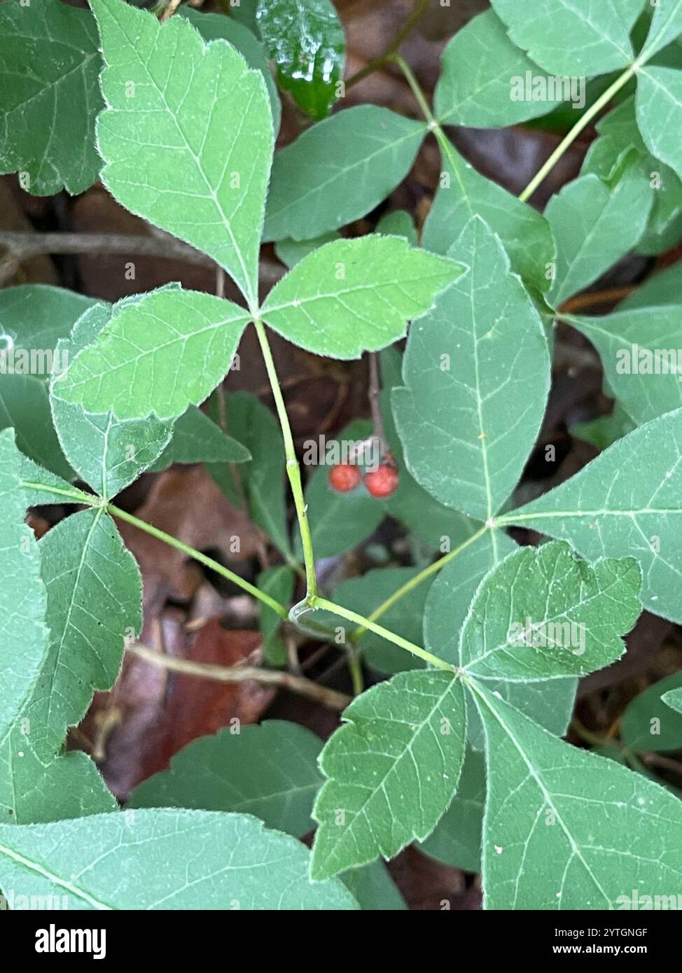 fragrant sumac (Rhus aromatica Stock Photo - Alamy