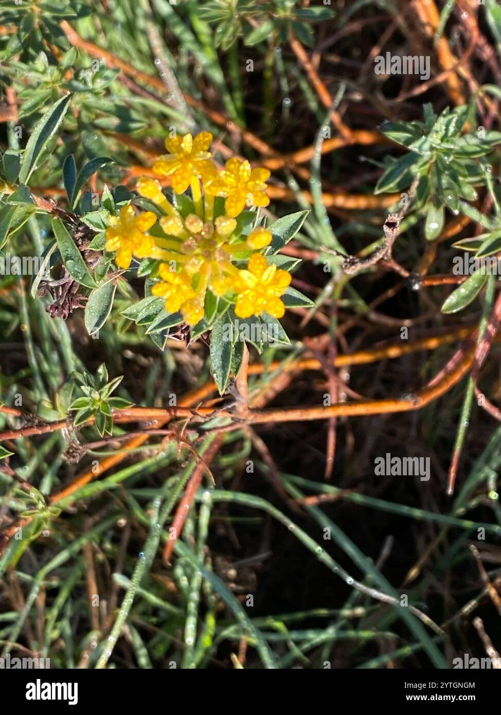 Common Curryflower (Lasiosiphon capitatus Stock Photo - Alamy