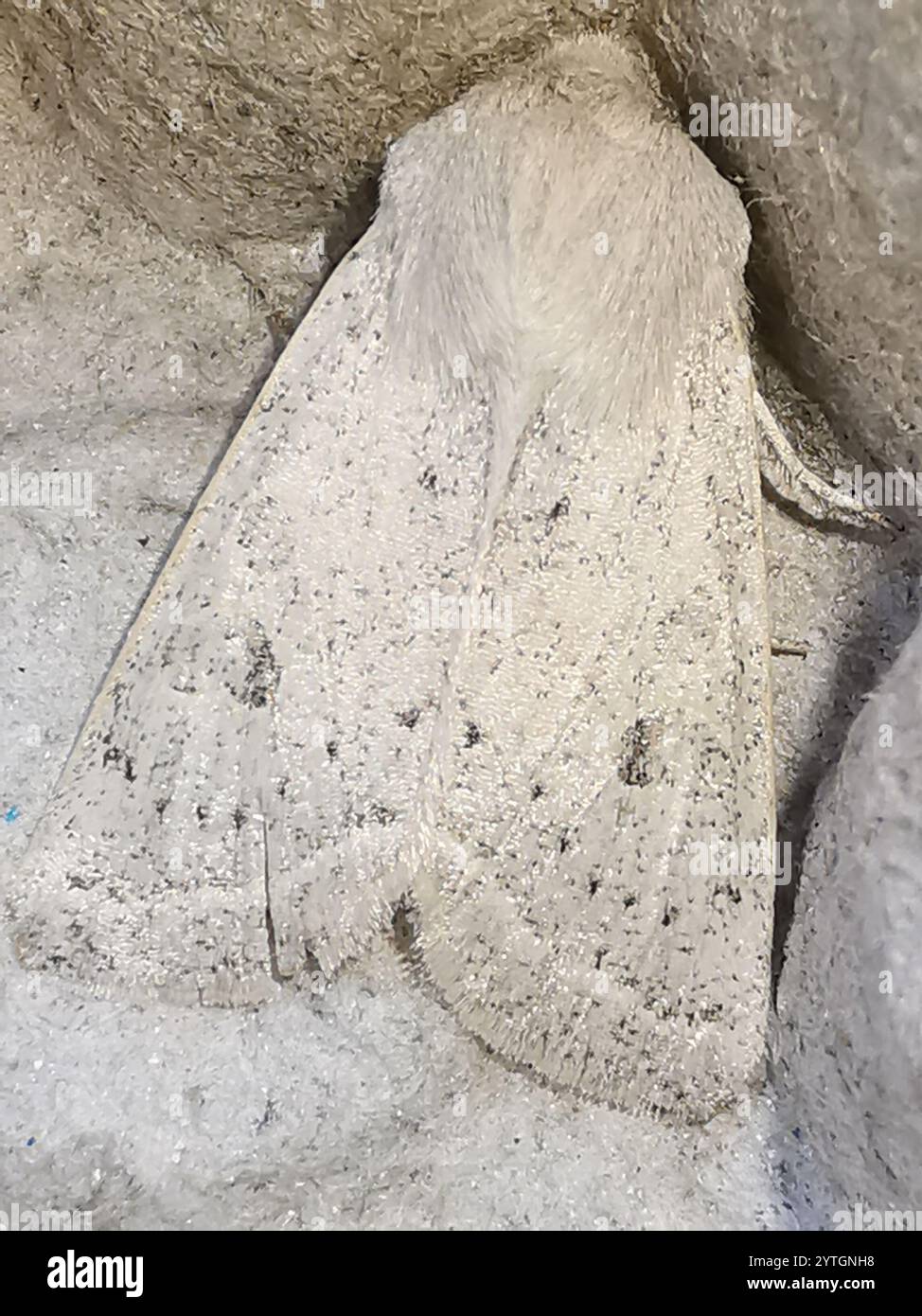 Powdered Quaker (Orthosia gracilis Stock Photo - Alamy