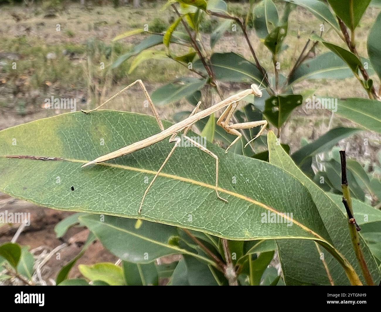 Sumichrasti hi-res stock photography and images - Alamy