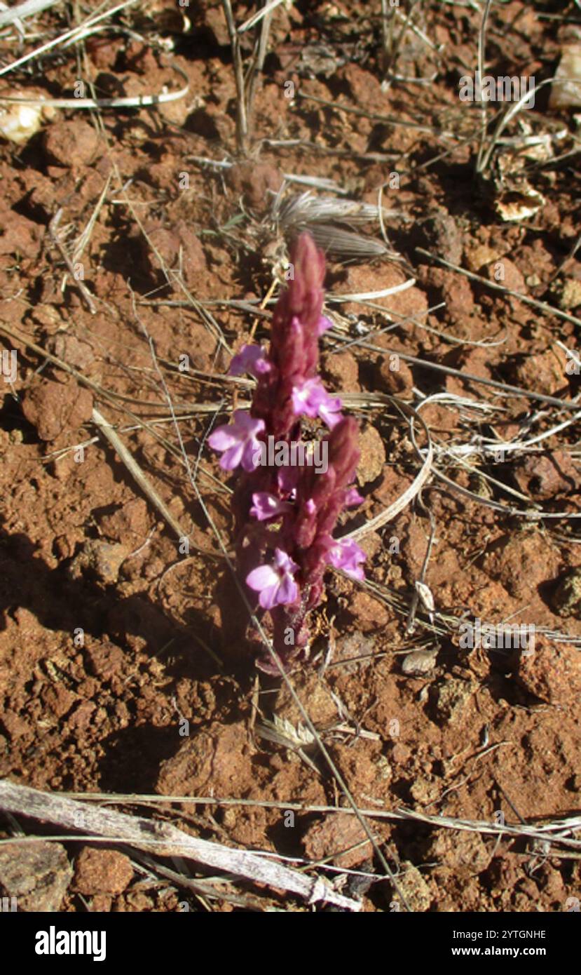 Witchweed hi-res stock photography and images - Alamy