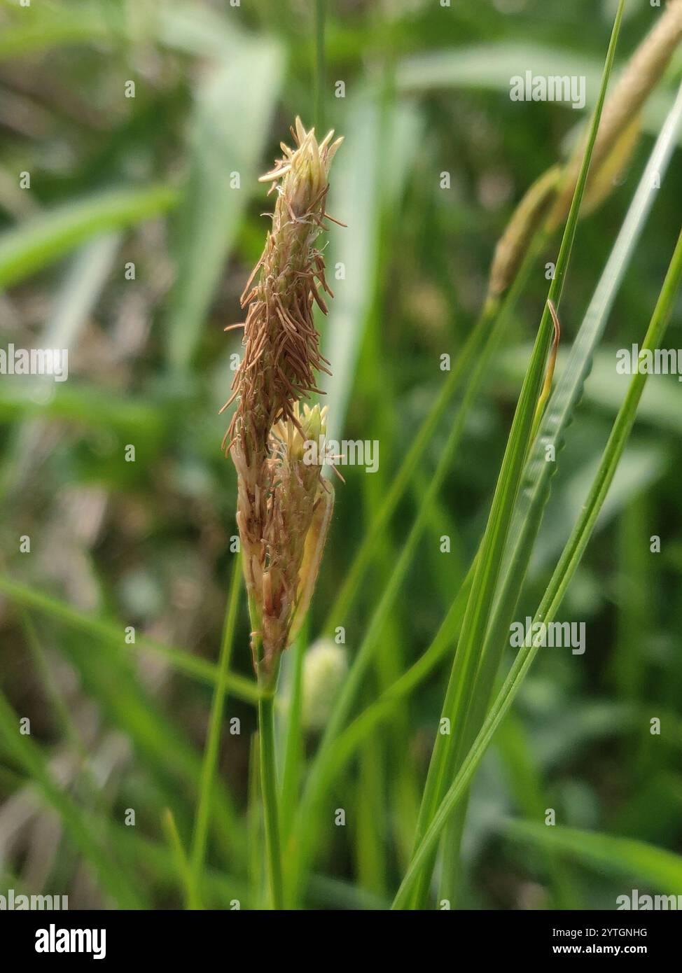 Woolly sedge hi-res stock photography and images - Alamy