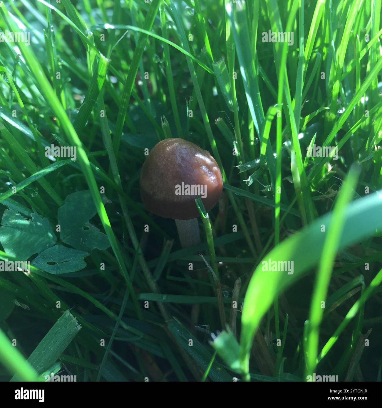Banded Mottlegill (Panaeolus cinctulus Stock Photo - Alamy