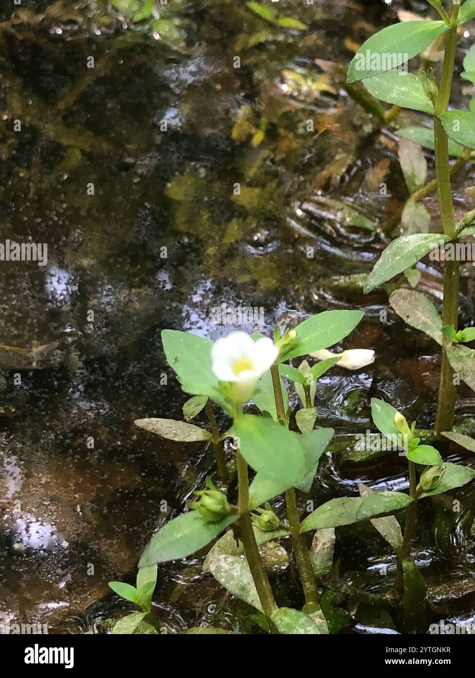 Virginia hedge-hyssop (Gratiola virginiana Stock Photo - Alamy