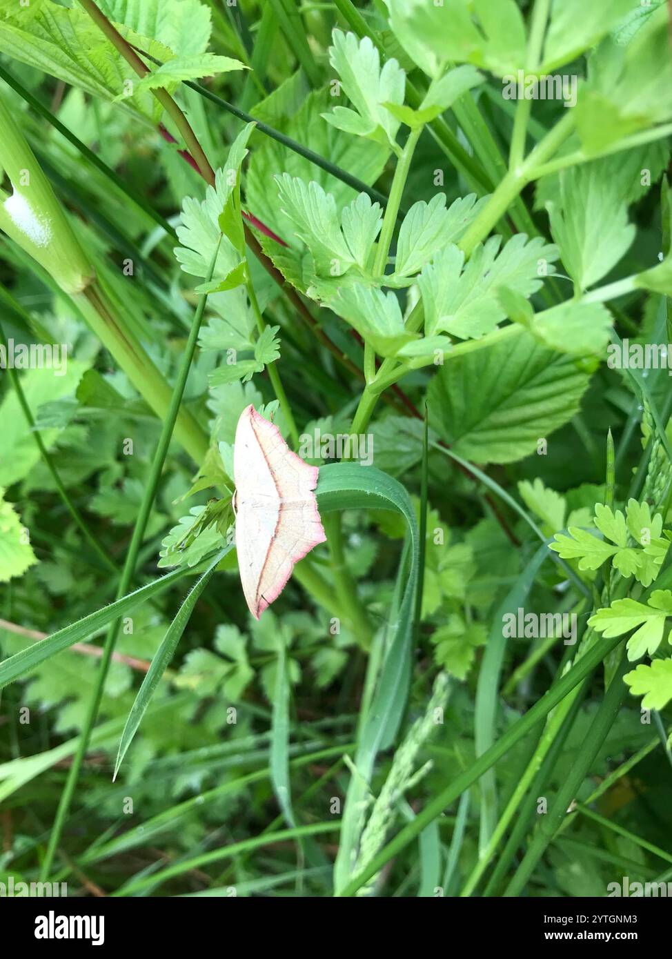 Blood Vein (Timandra comae Stock Photo - Alamy