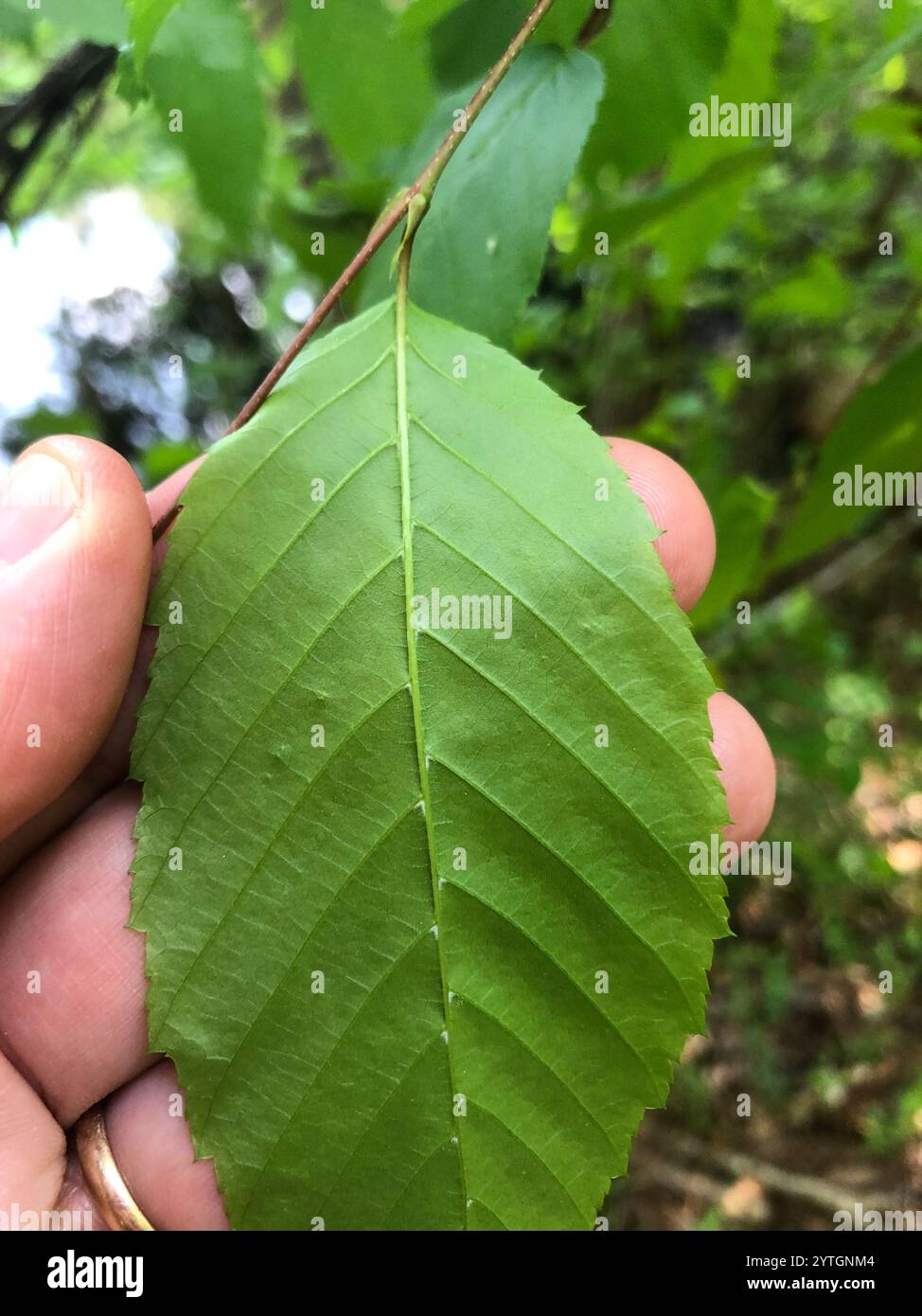 American hornbeam (Carpinus caroliniana Stock Photo - Alamy