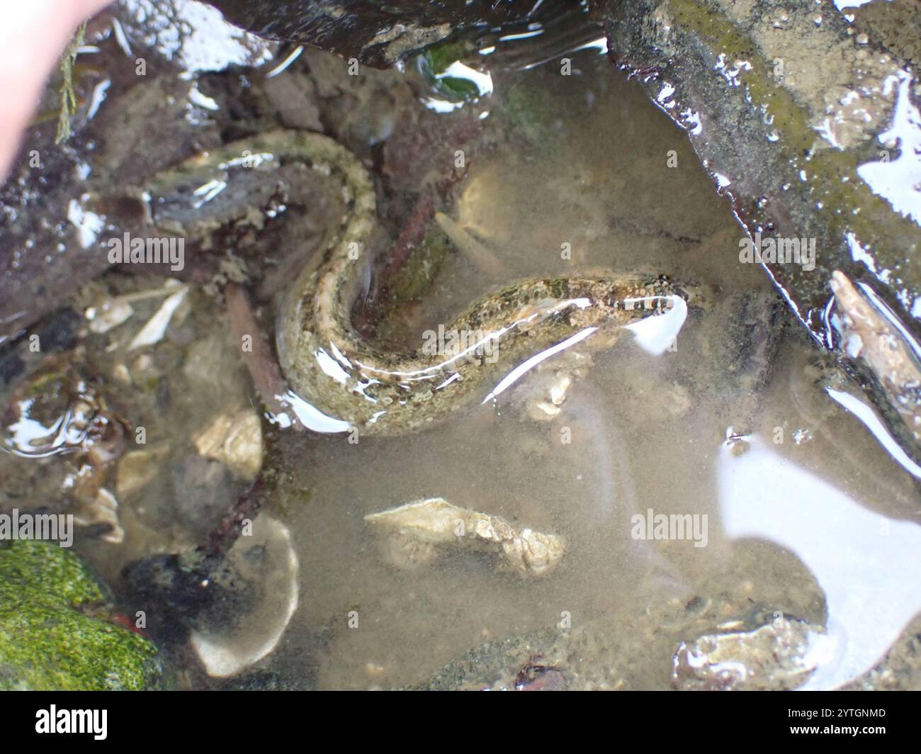 High Cockscomb (Anoplarchus purpurescens Stock Photo - Alamy