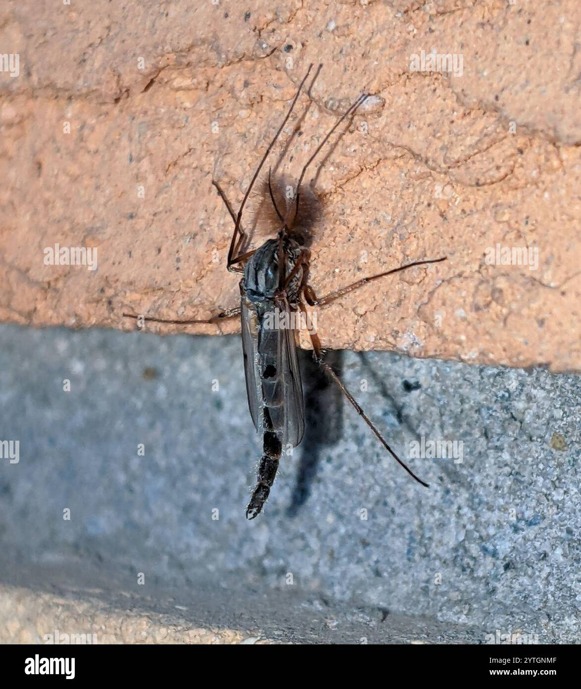 Non-biting Midges (Chironomidae Stock Photo - Alamy