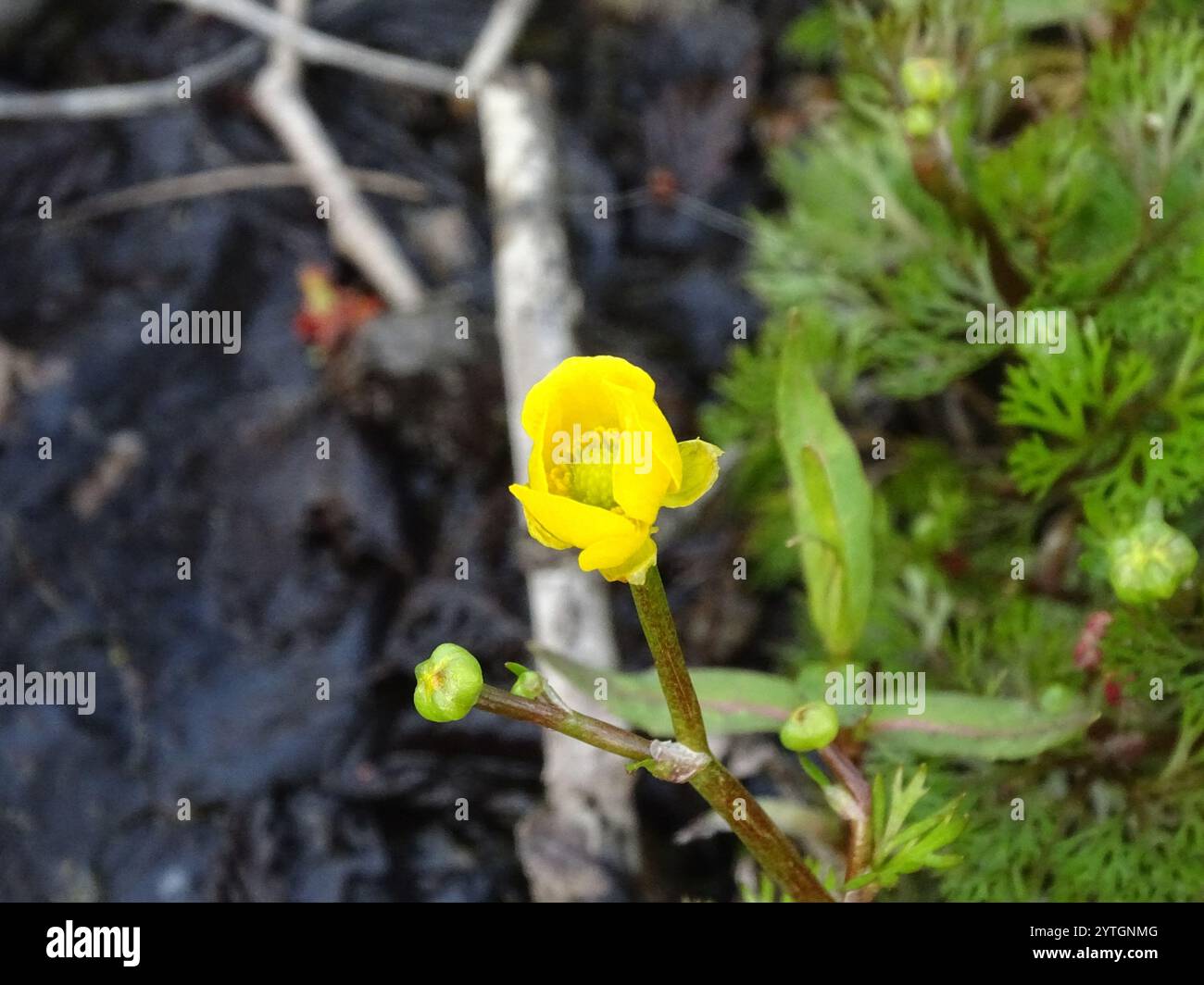 yellow water-crowfoot (Ranunculus flabellaris Stock Photo - Alamy