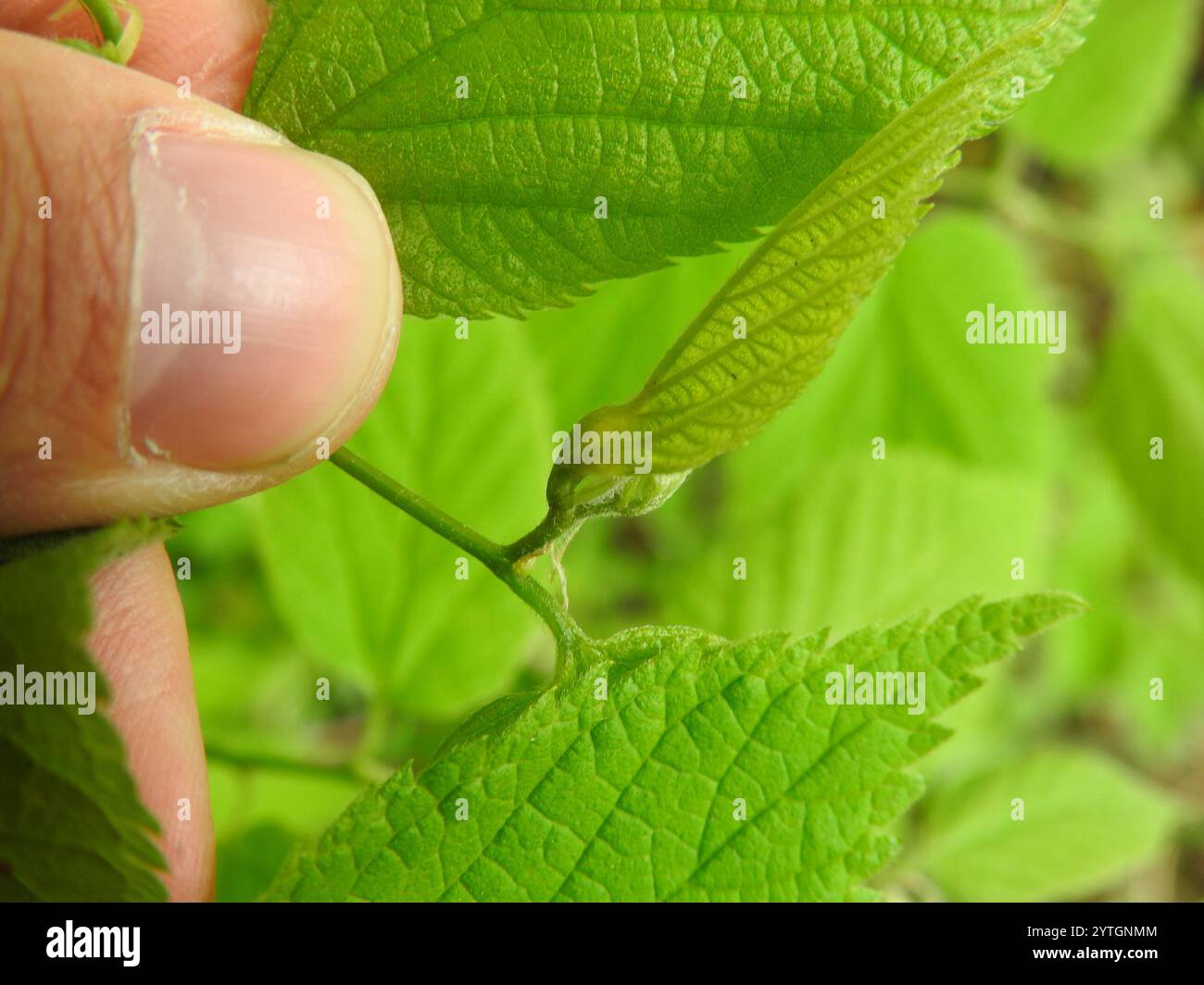 Hackberry Petiole Gall Psyllid (Pachypsylla venusta Stock Photo - Alamy