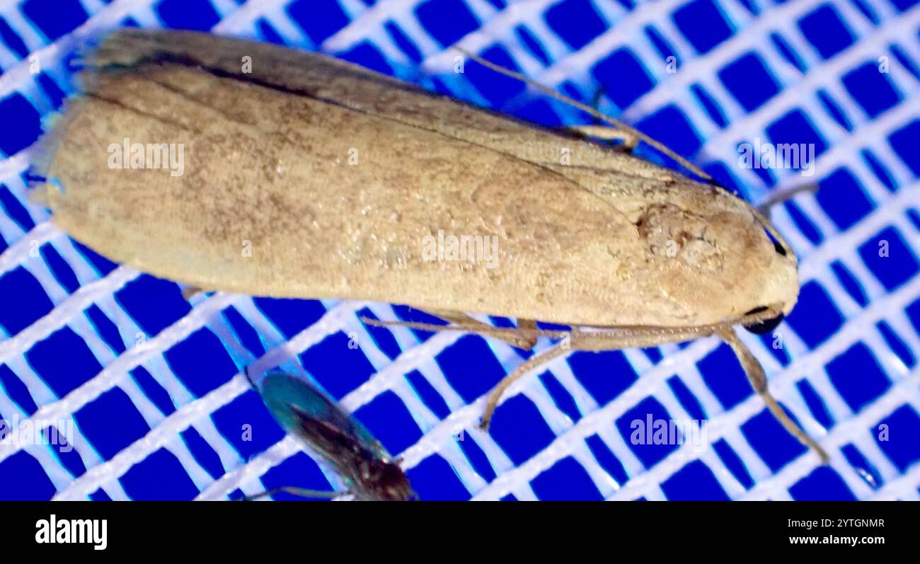 Owlet Moths and Allies (Noctuoidea Stock Photo - Alamy