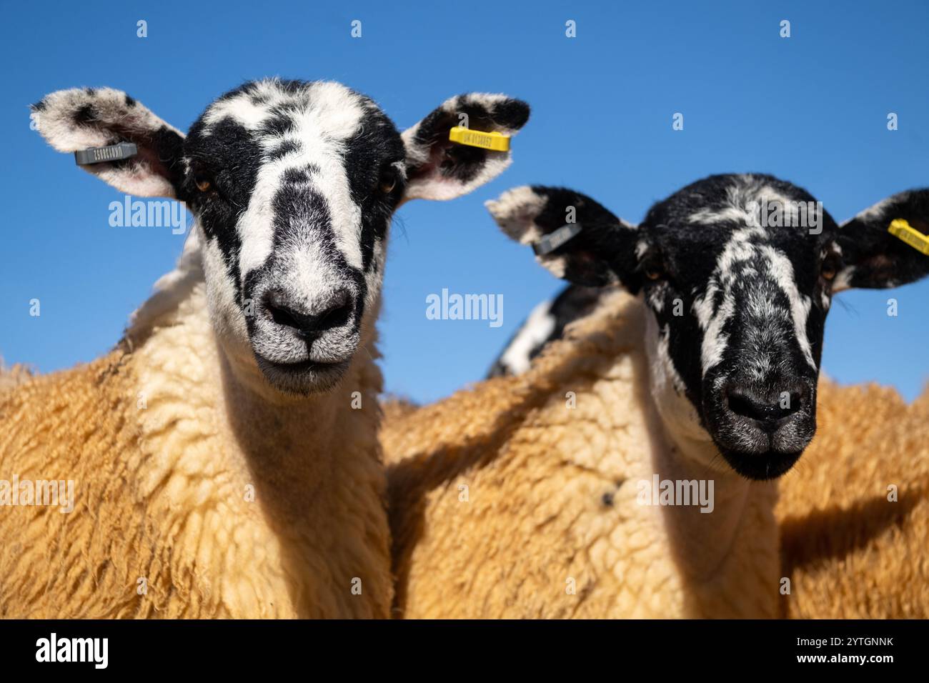 Sale of North of England mule gimmer lambs at Hawes, North Yorkshire ...
