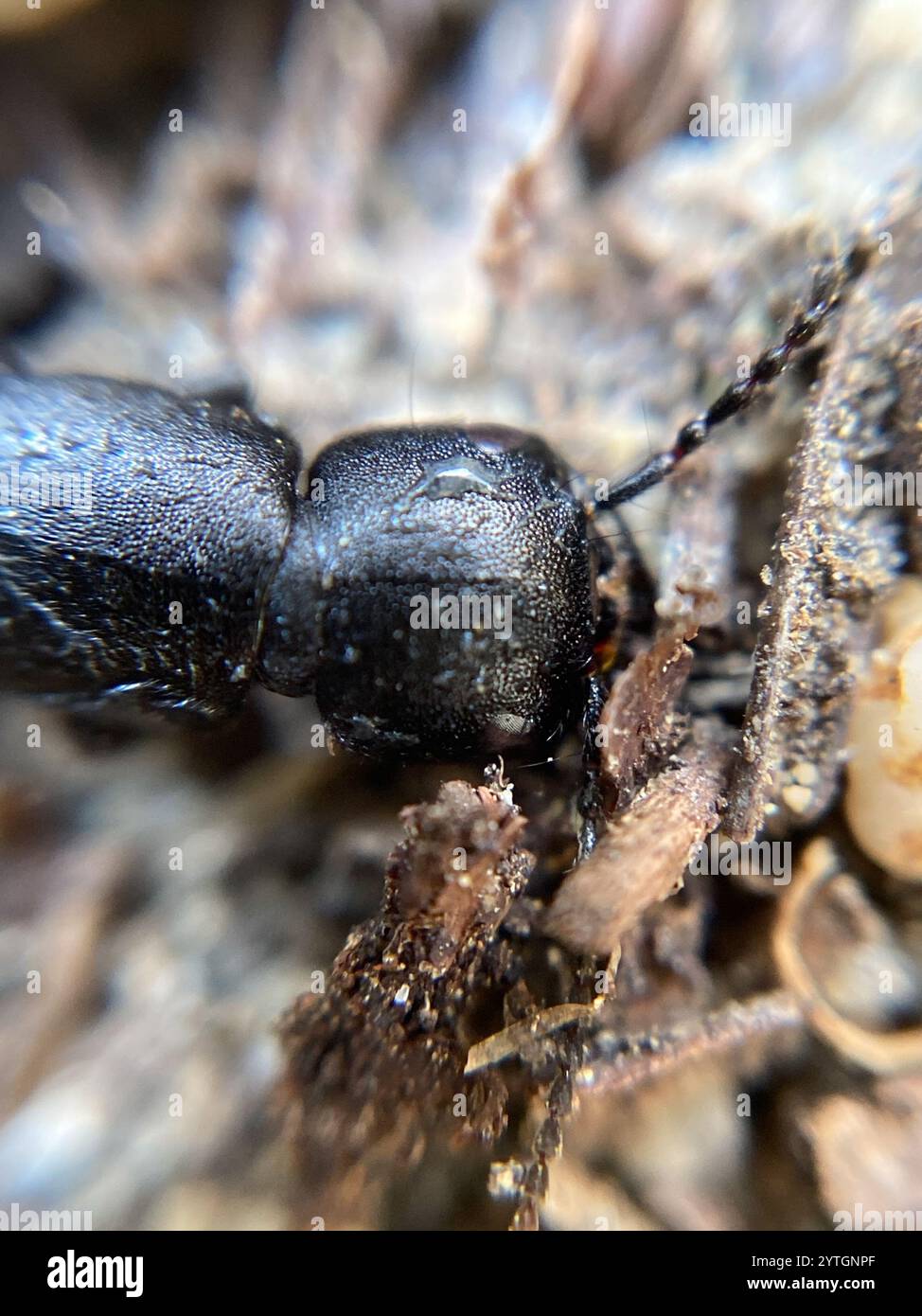 Ocypus nitens hi-res stock photography and images - Alamy