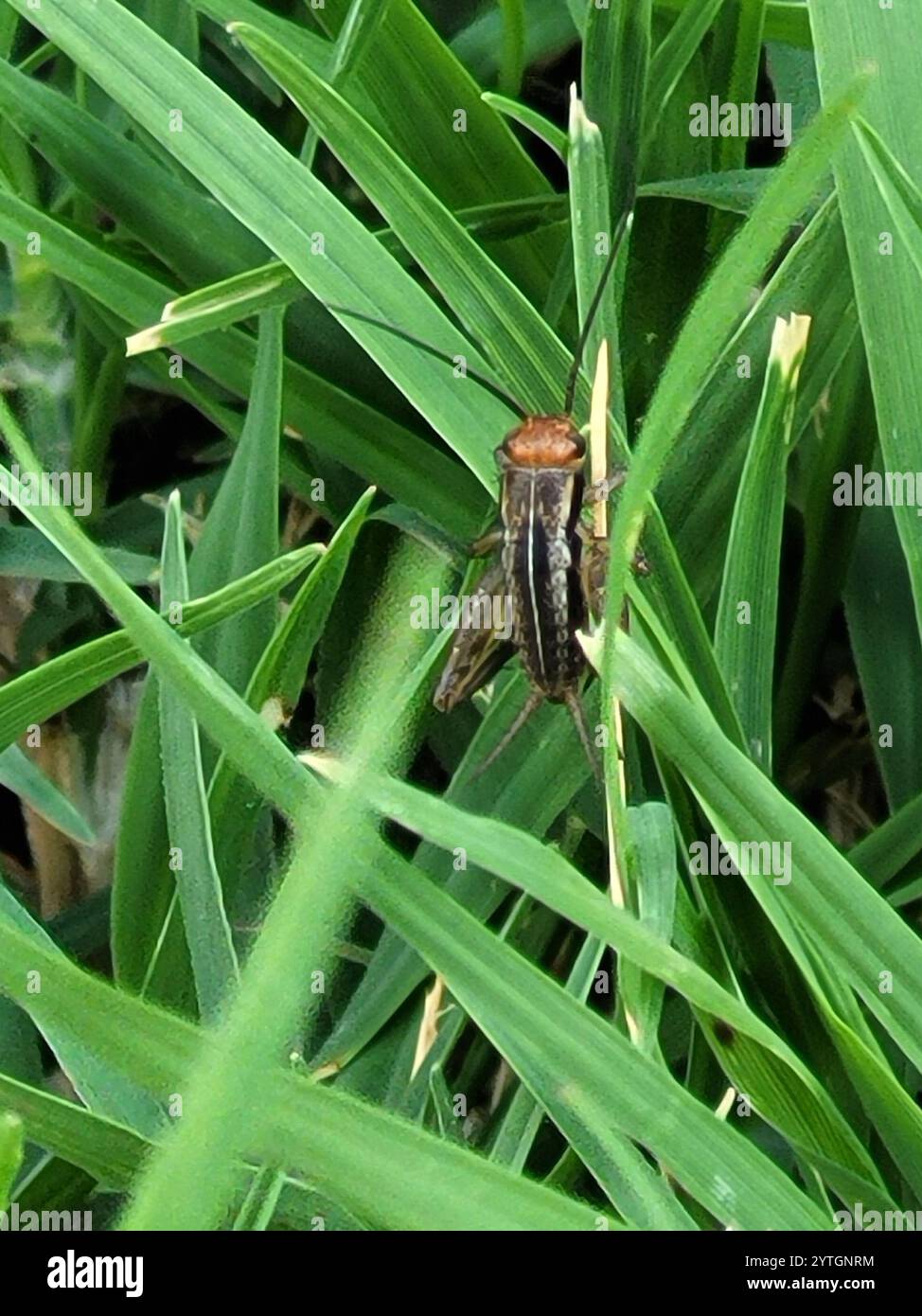 Striped Ground Cricket (Allonemobius fasciatus Stock Photo - Alamy