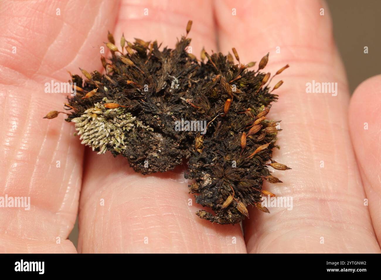 Anomalous bristle moss hi-res stock photography and images - Alamy