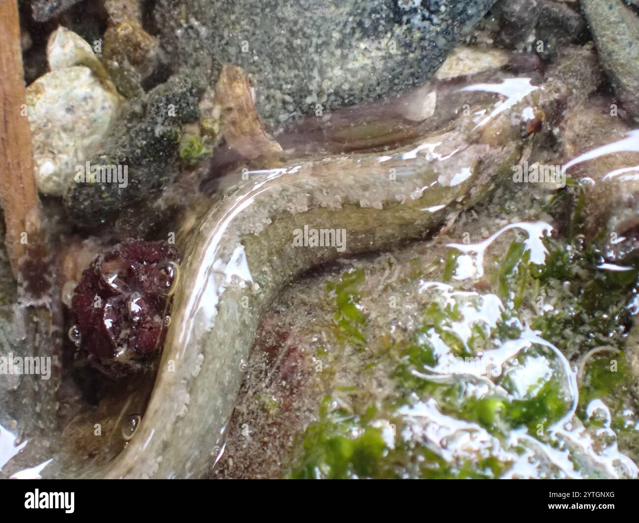 High Cockscomb (Anoplarchus purpurescens Stock Photo - Alamy