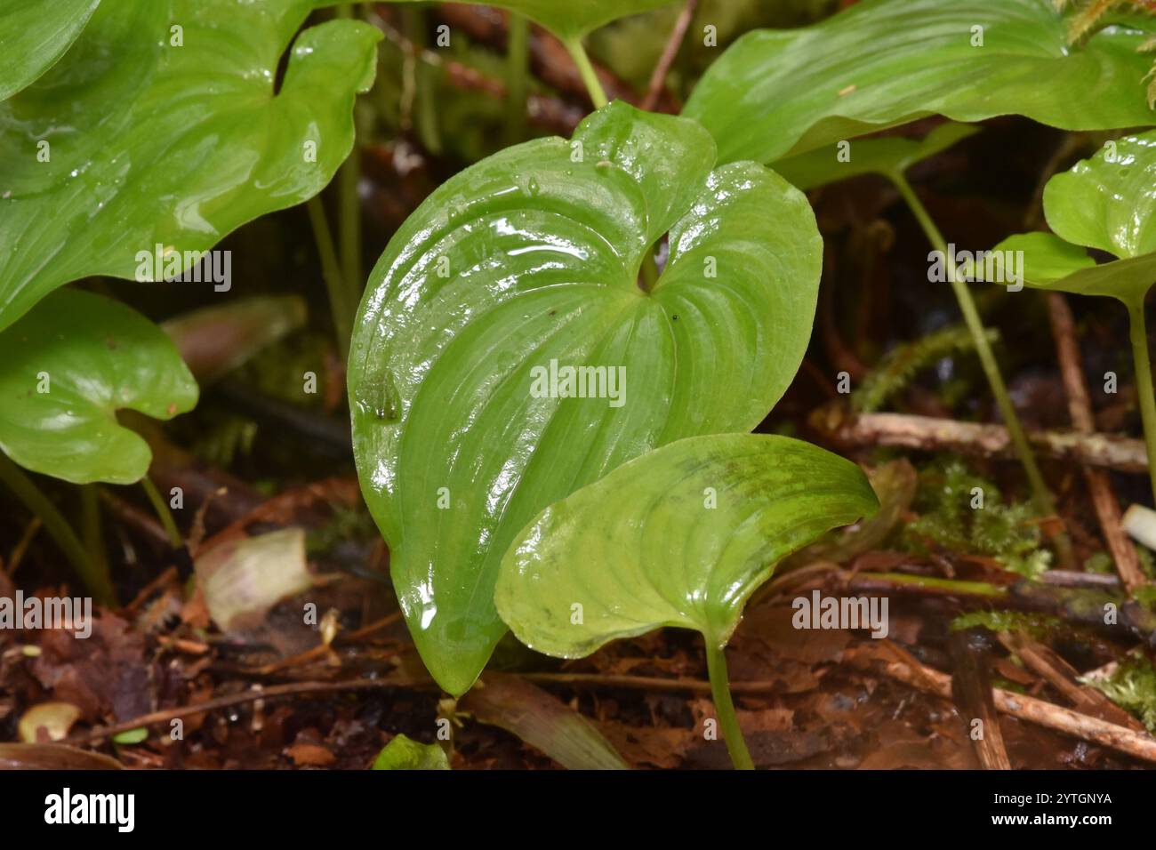 Western Lily of the Valley (Maianthemum dilatatum Stock Photo - Alamy