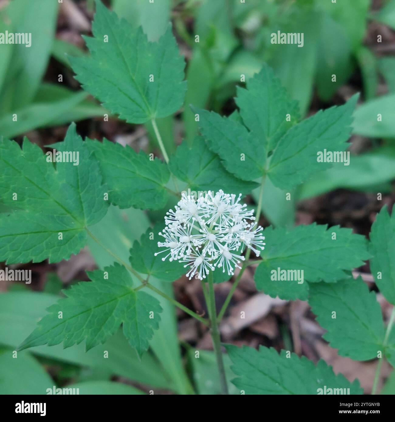 baneberries and cohoshes (Actaea Stock Photo - Alamy