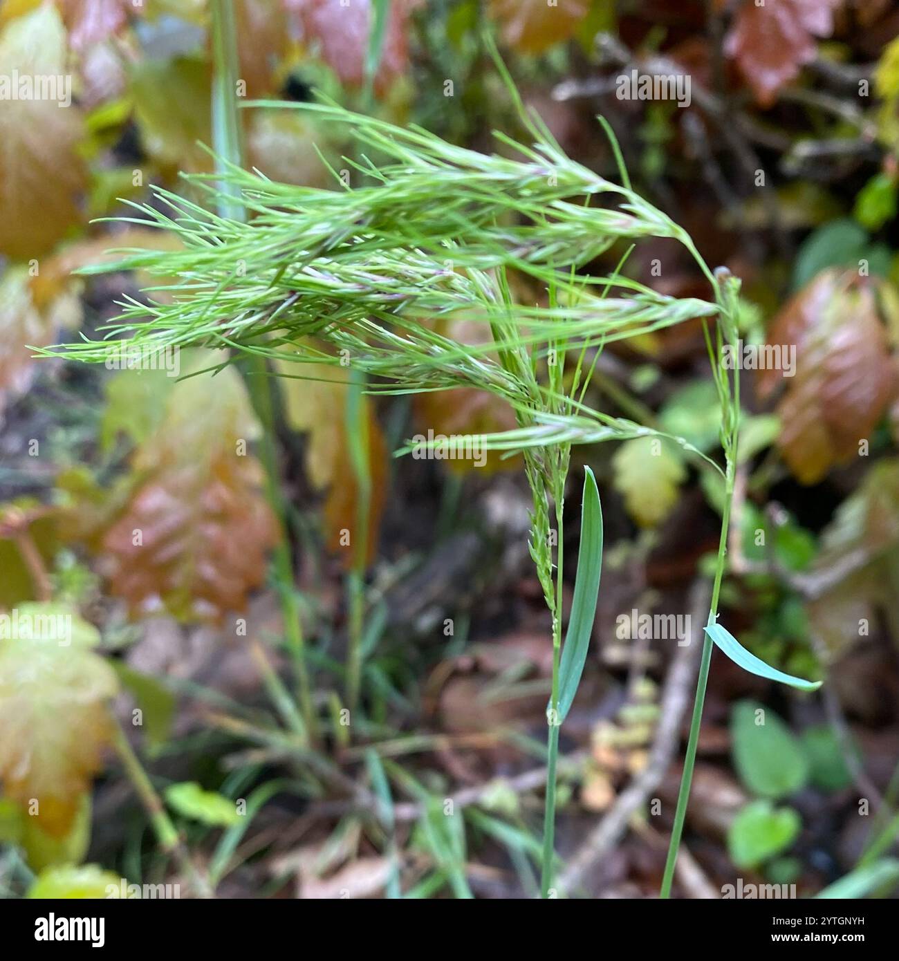 Bulbous Bluegrass (Poa bulbosa Stock Photo - Alamy