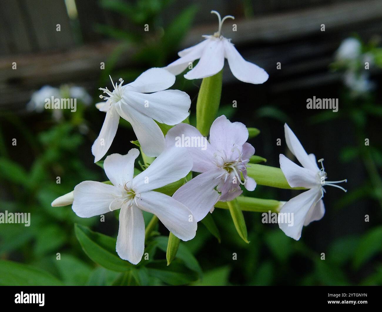 common soapwort (Saponaria officinalis Stock Photo - Alamy