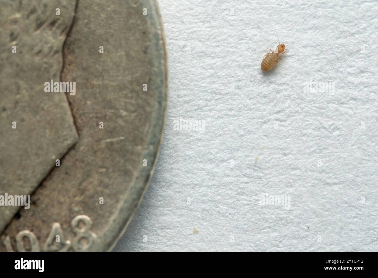 Liposcelis hi-res stock photography and images - Alamy