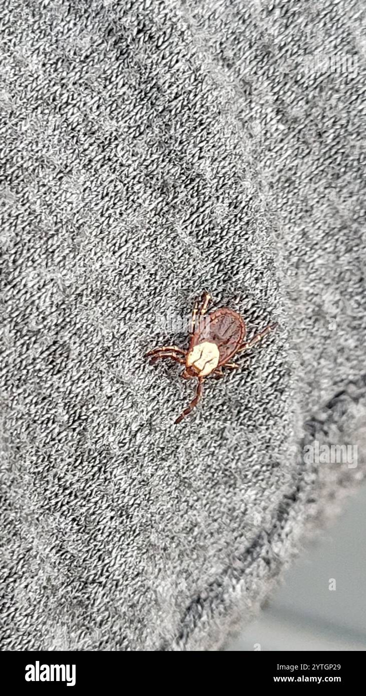 Rocky Mountain Wood Tick (Dermacentor andersoni Stock Photo - Alamy