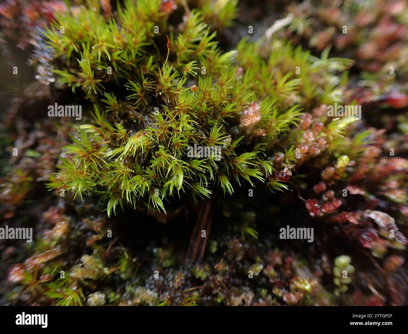 Sharp-leaved Blindia (Blindia acuta Stock Photo - Alamy