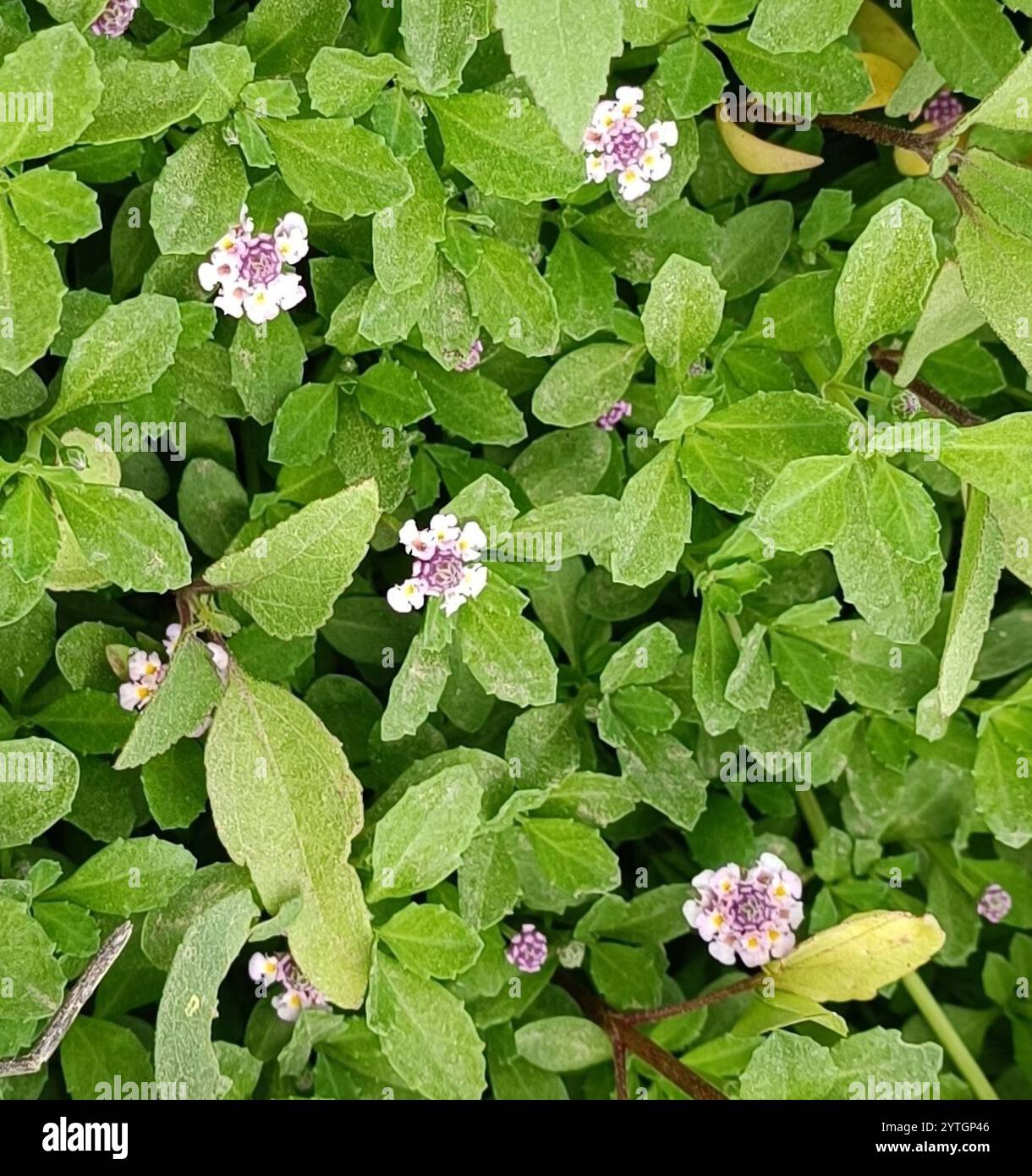 turkey tangle frogfruit (Phyla nodiflora Stock Photo - Alamy