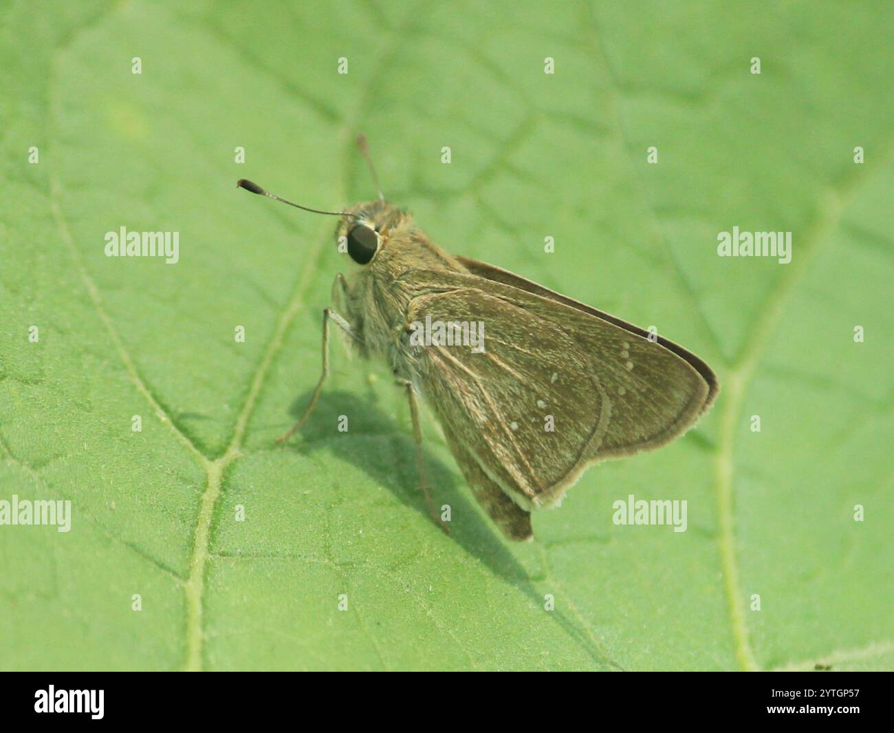 Small Branded Swift (Pelopidas mathias Stock Photo - Alamy