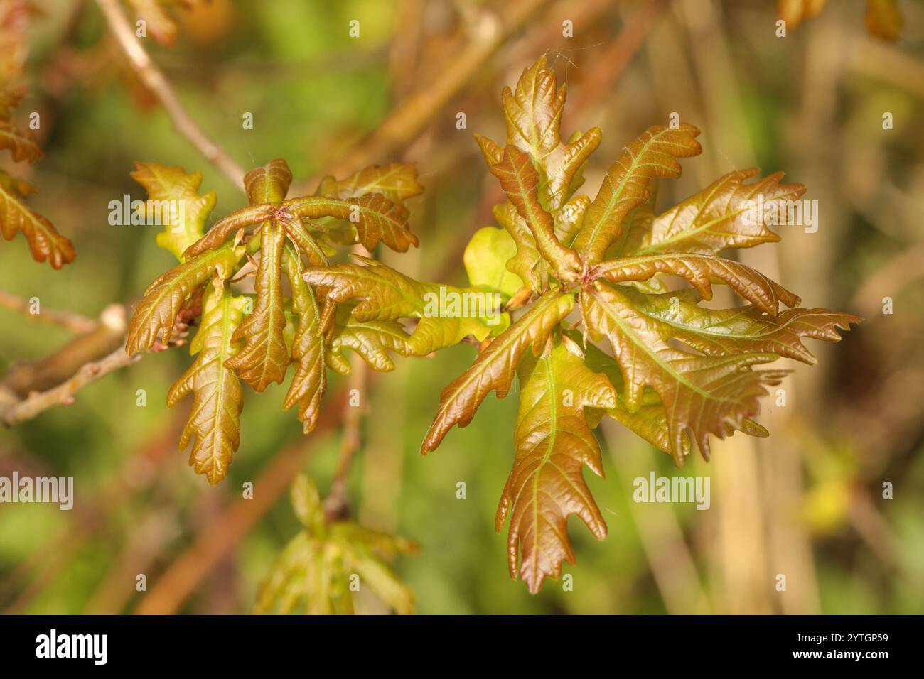English oak (Quercus robur Stock Photo - Alamy