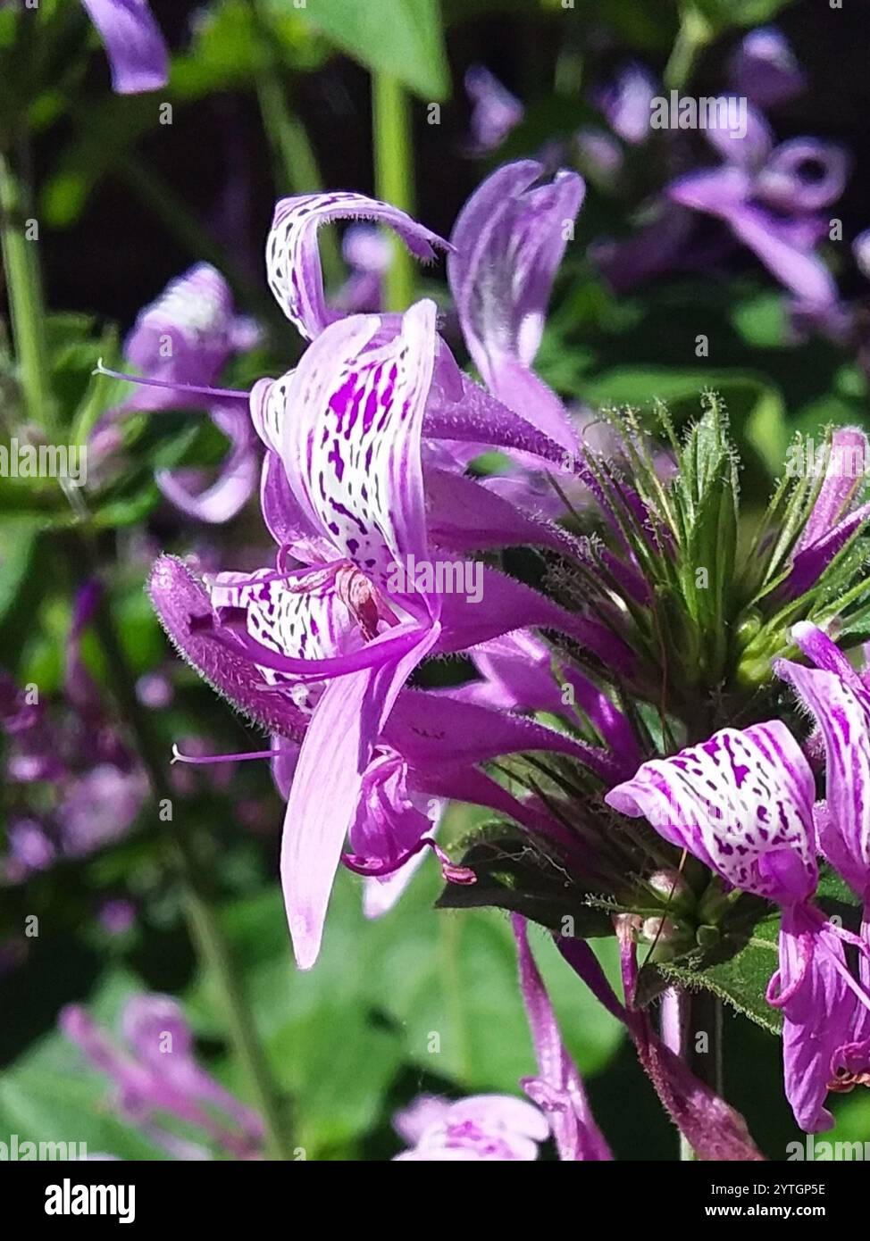 ribbon plant (Hypoestes aristata Stock Photo - Alamy