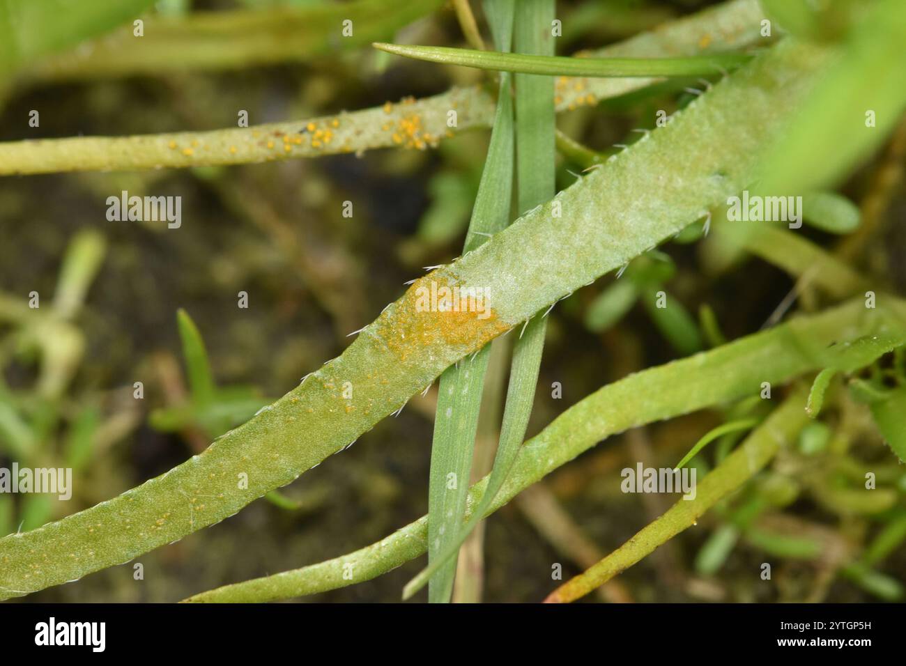 rust fungi (Pucciniales Stock Photo - Alamy