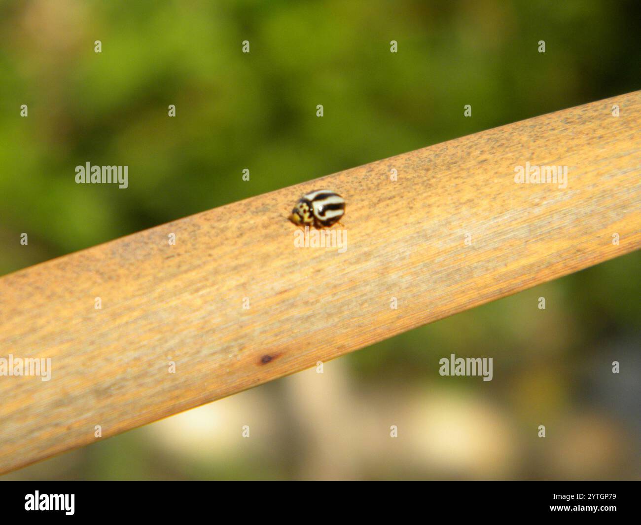 Micraspis hi-res stock photography and images - Alamy
