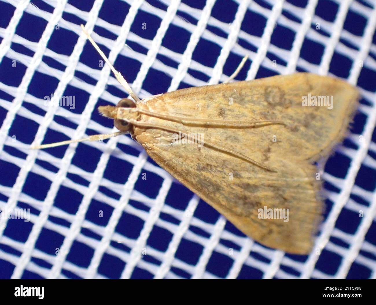 Rusty dot pearl udea ferrugalis hi-res stock photography and images - Alamy