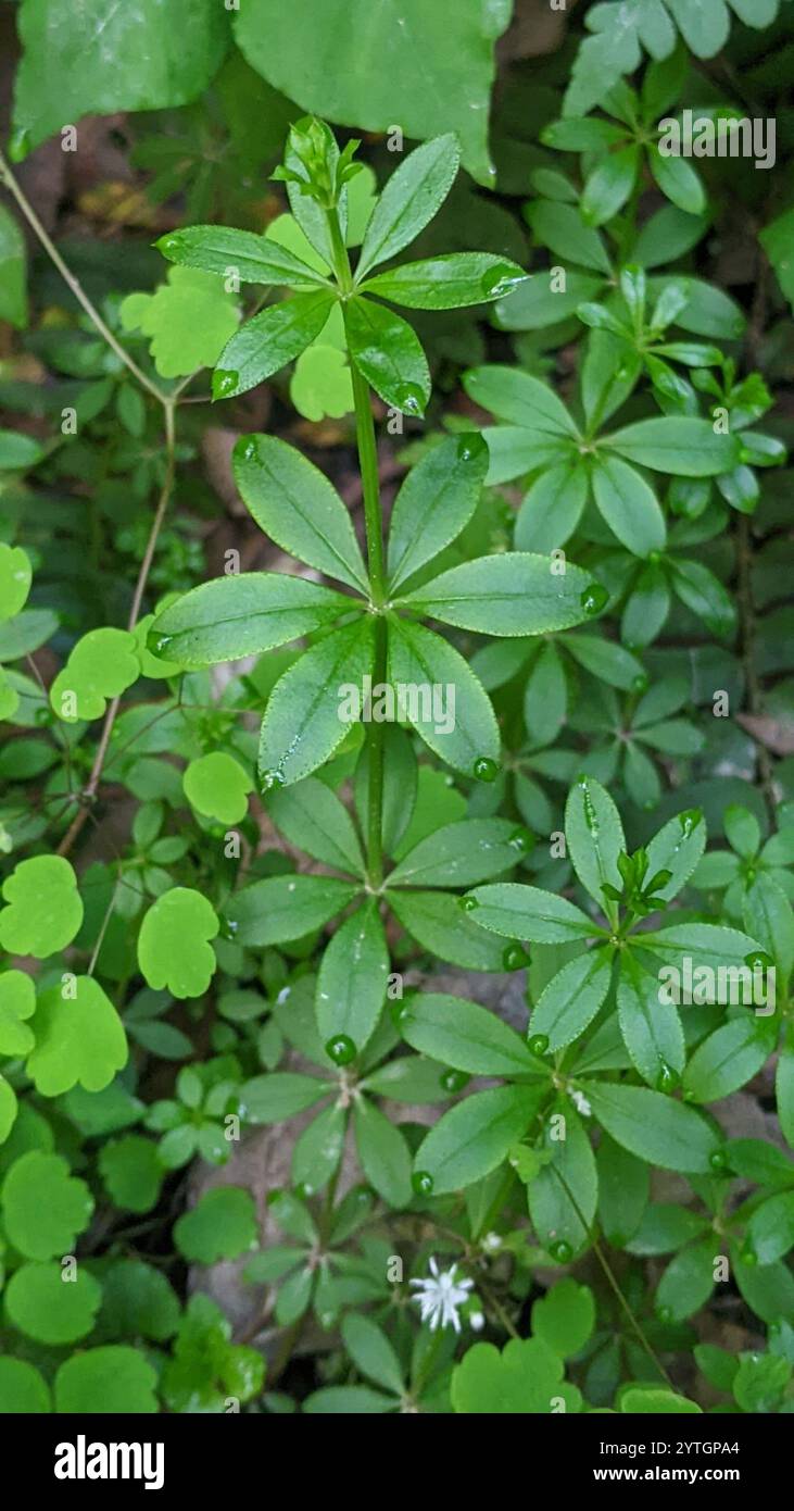 fragrant bedstraw (Galium triflorum Stock Photo - Alamy